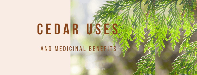 Cedar uses – and Medicinal Benefits | ONLY TODAY